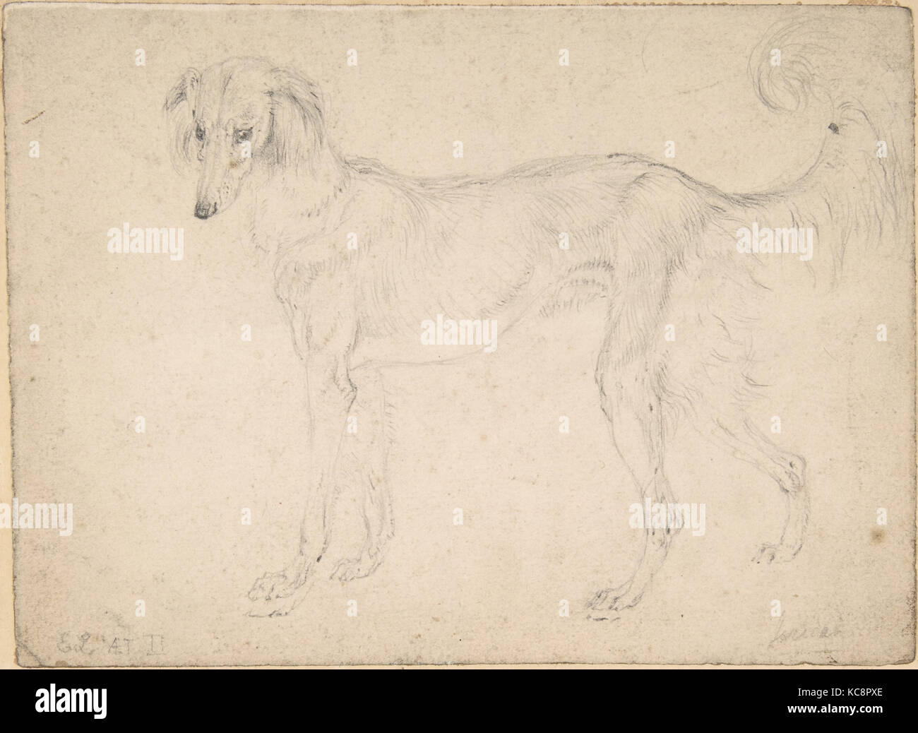 Study of a Dog Facing Left, Sir Edwin Henry Landseer, 1820–73 Stock ...