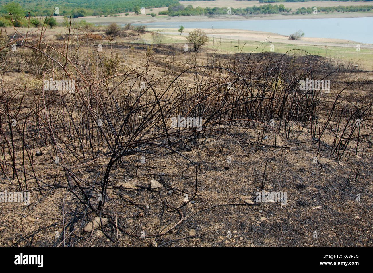 Burnt grass texture burn straw hi-res stock photography and images - Alamy