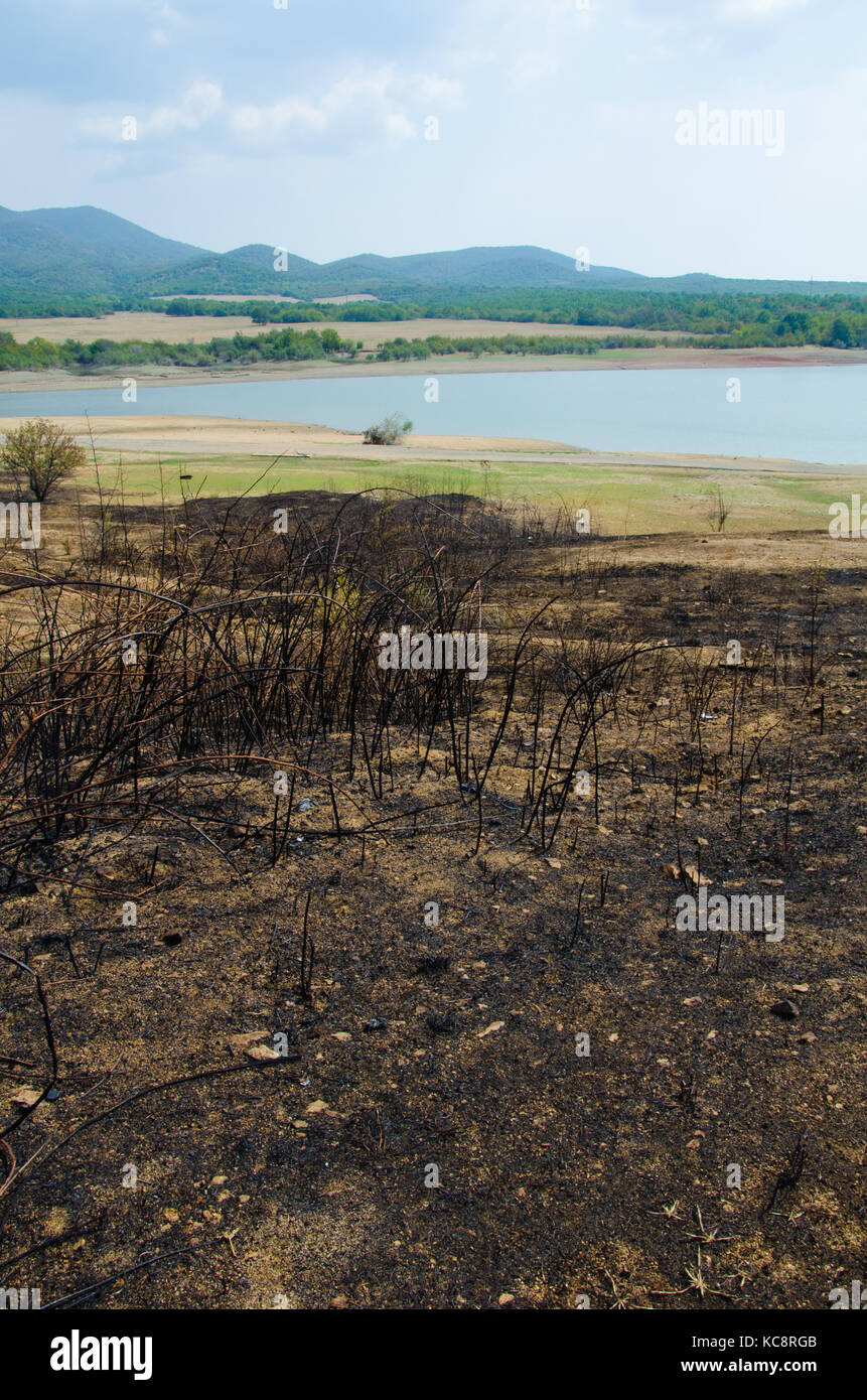 burnt plants and soil near the lake Stock Photo - Alamy