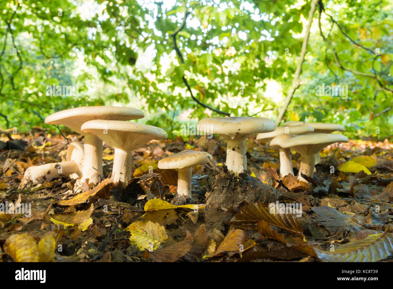 Decoration with mushrooms as trees hi-res stock photography and images ...