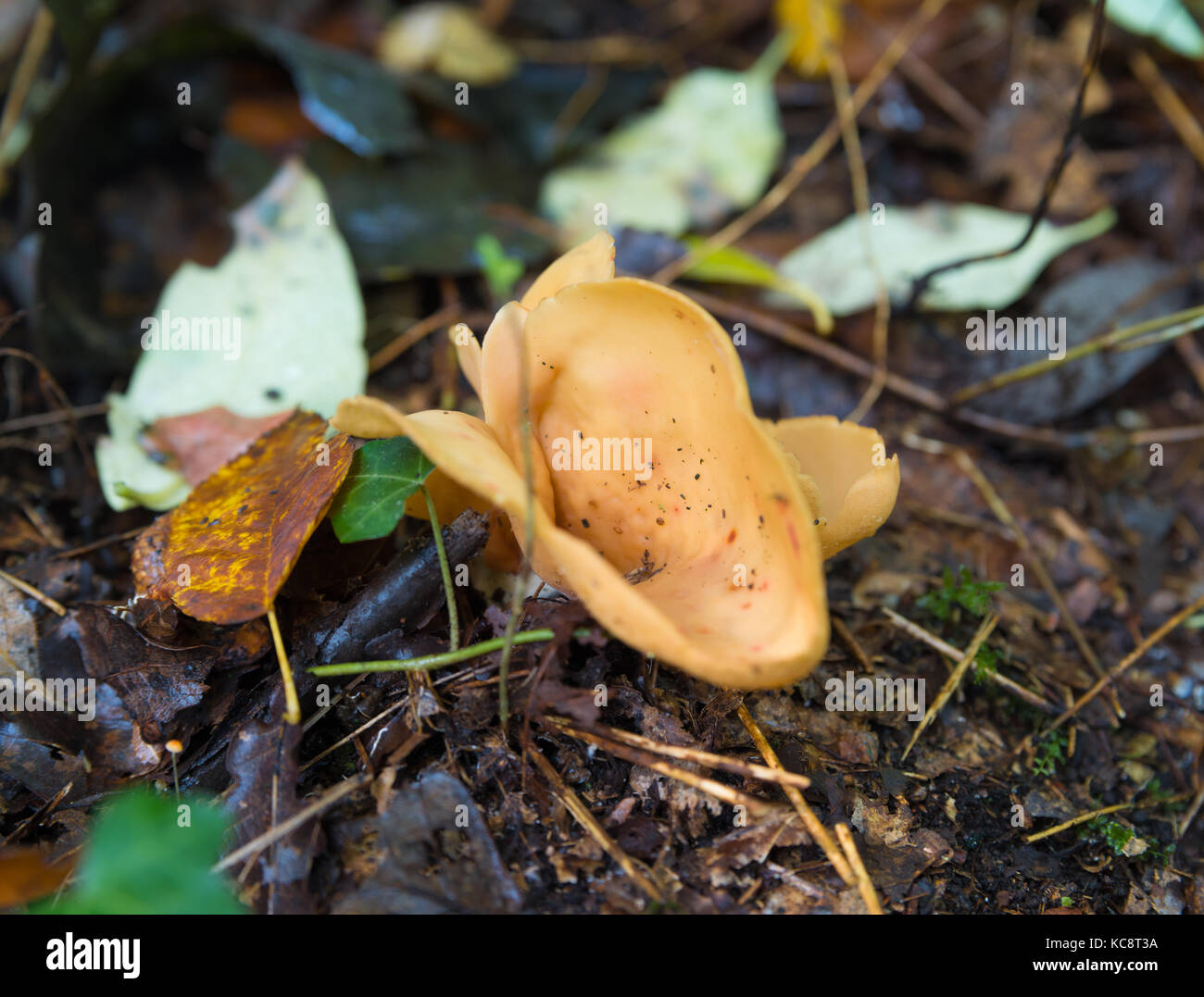 closeup of an otidea onorica or ordinary pig's ear mushroom in a park ...