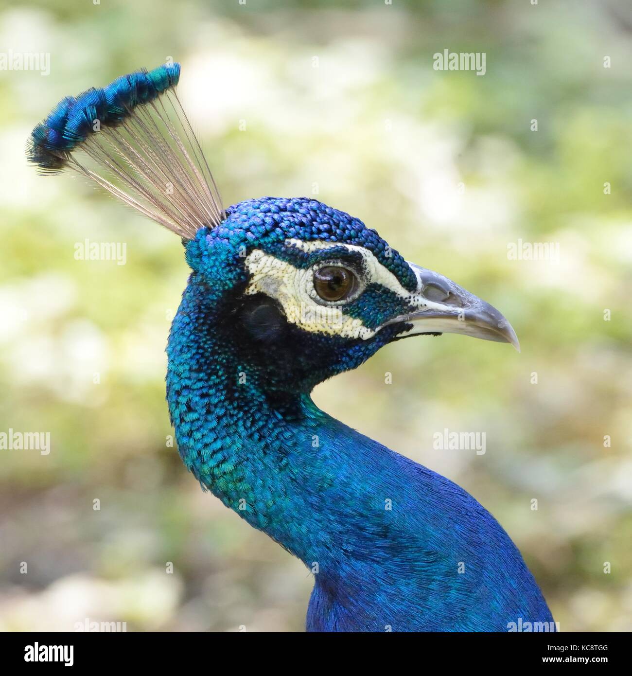 Close-up of a male peacock's head and neck Stock Photo - Alamy