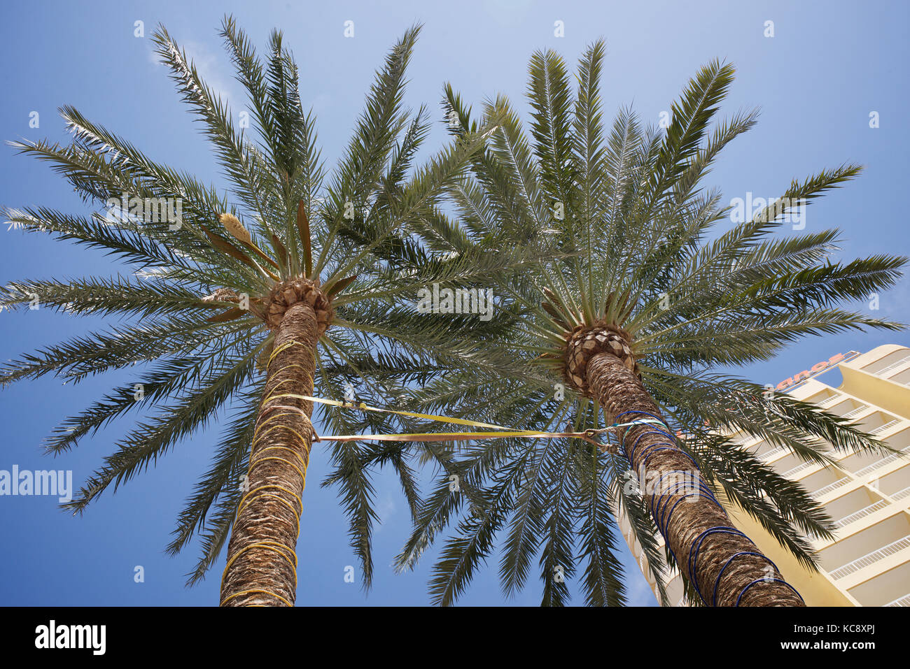 Hi-rise hotel and palm trees in Benidorm, Spain Stock Photo - Alamy