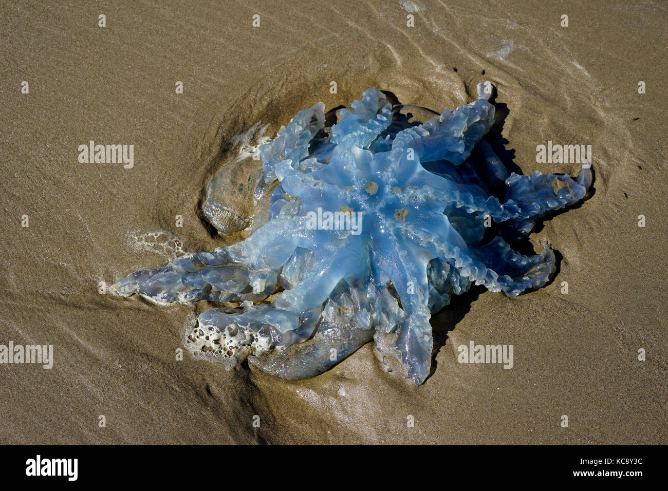 Dead octopus hi-res stock photography and images - Alamy