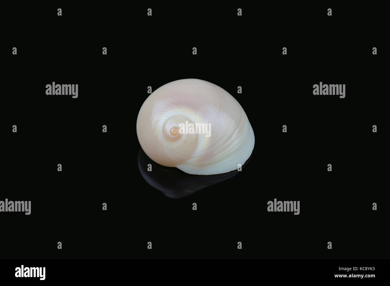 Neverita didyma hi-res stock photography and images - Alamy