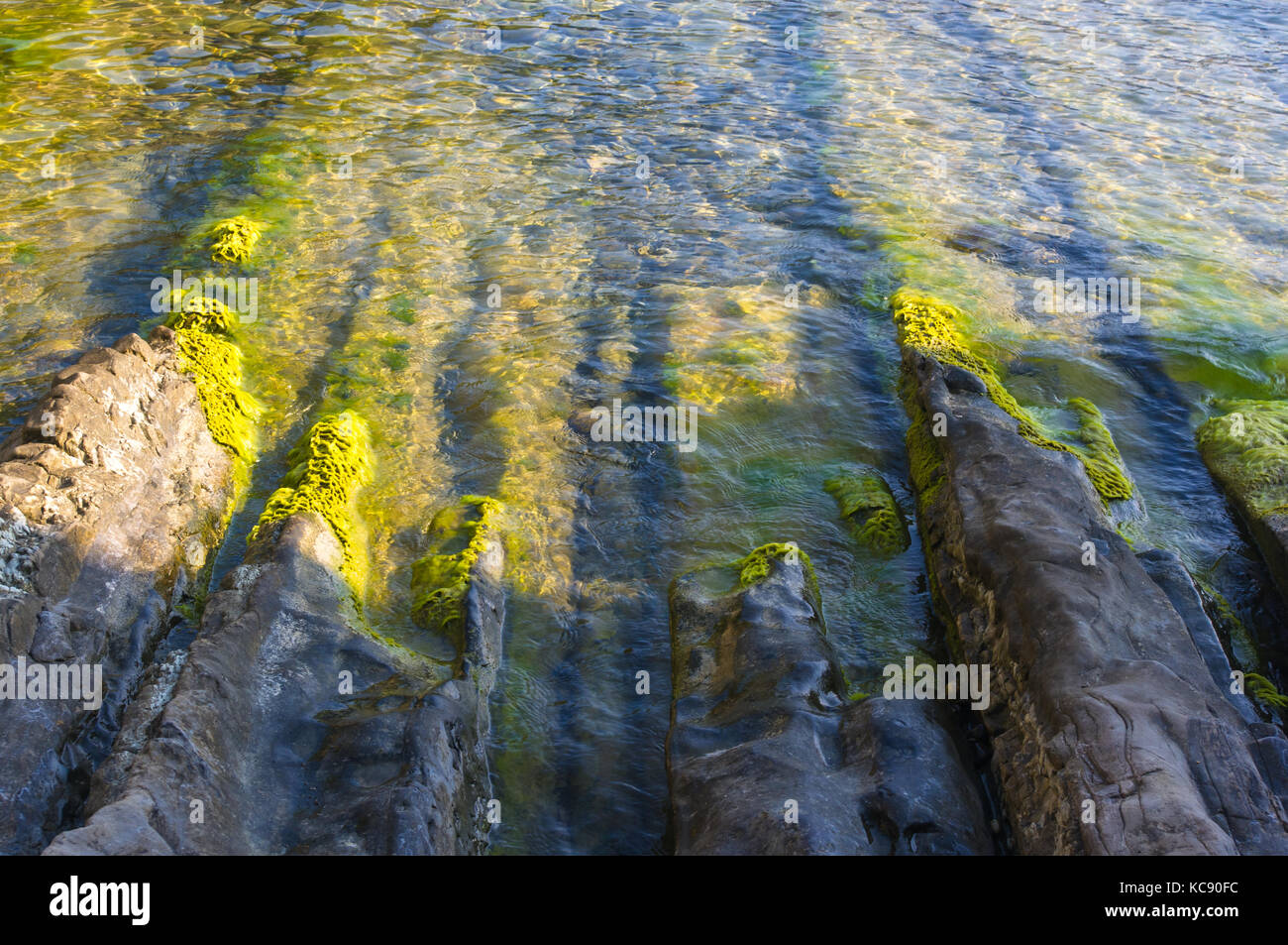rocky sea shore with with seaweed, transparent waves with foam, on a ...
