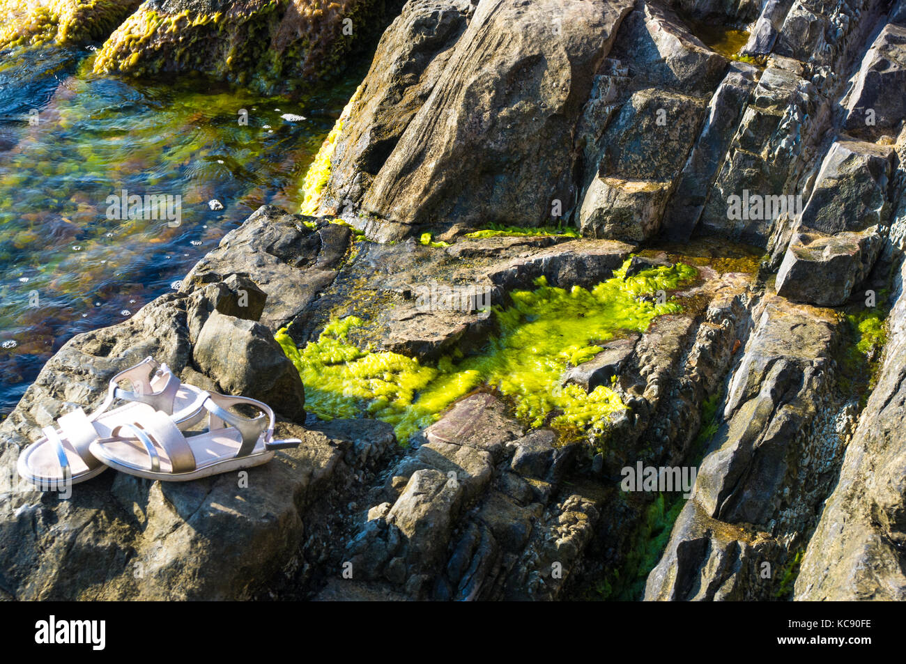 rocky sea shore with with seaweed, transparent waves with foam, on a ...