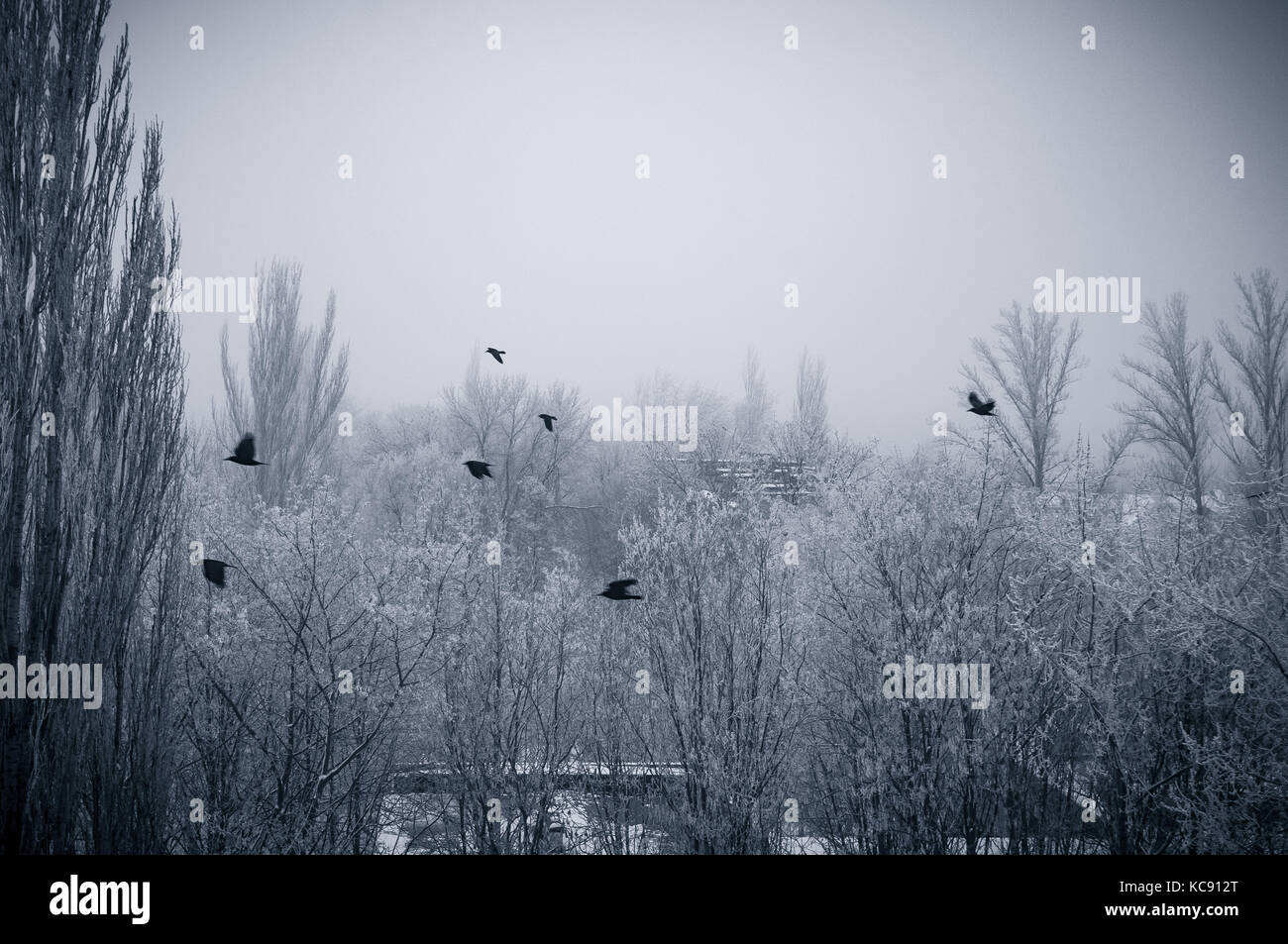 winter morning landscape - flying flock of birds above the trees in ...
