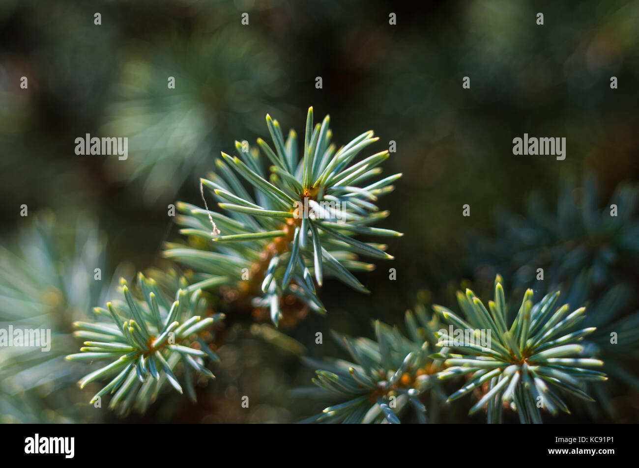 Green fluffy fir tree branch close up, Christmas wallpaper concept ...