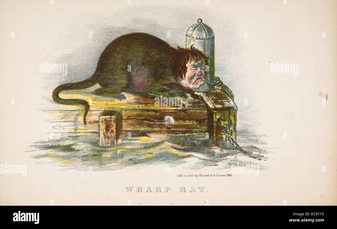 Wharf Rat, from The Comic Natural History of the Human Race, Henry ...