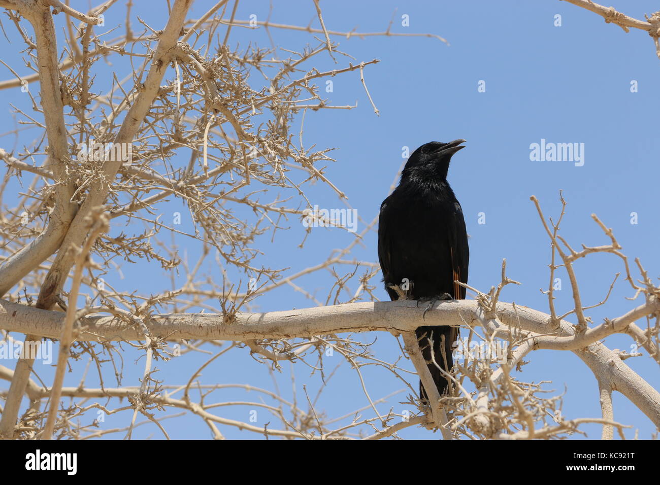 Black crow on a branch Stock Photo - Alamy