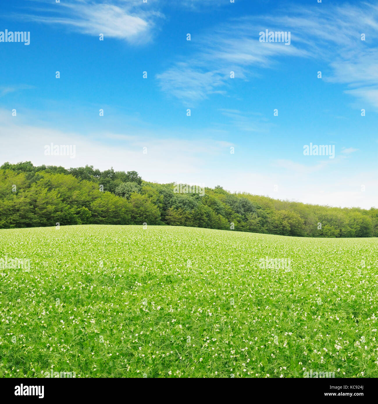 Beautiful flowering fields and beautiful clouds Stock Photo - Alamy