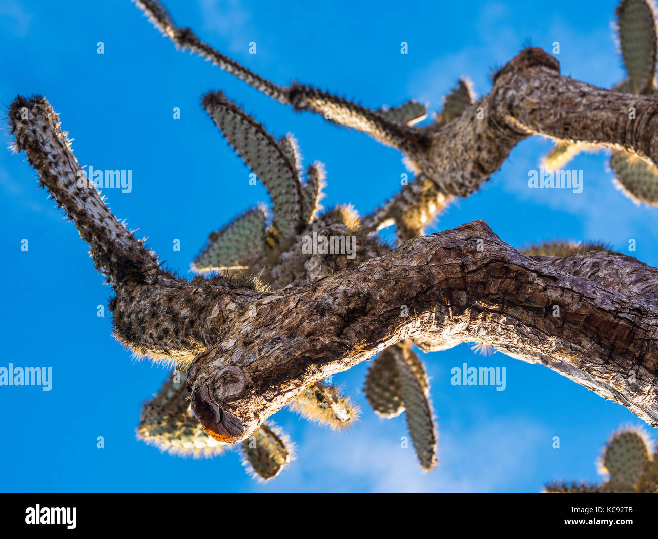 Cactus Tree on Isla Santa Fe - Galapagos, Ecuador Stock Photo - Alamy
