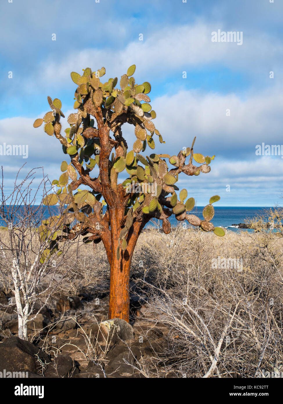 Santa Fe Island - Galapagos, Ecuador Stock Photo - Alamy