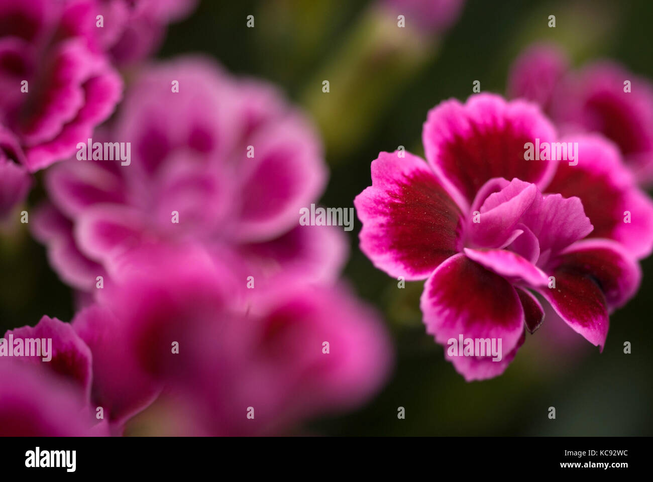 Dianthus pink kisses flowers hi-res stock photography and images - Alamy