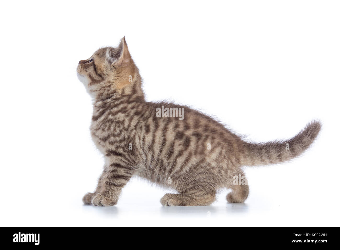Cute kitten standing profile side view on white background cutout Stock ...