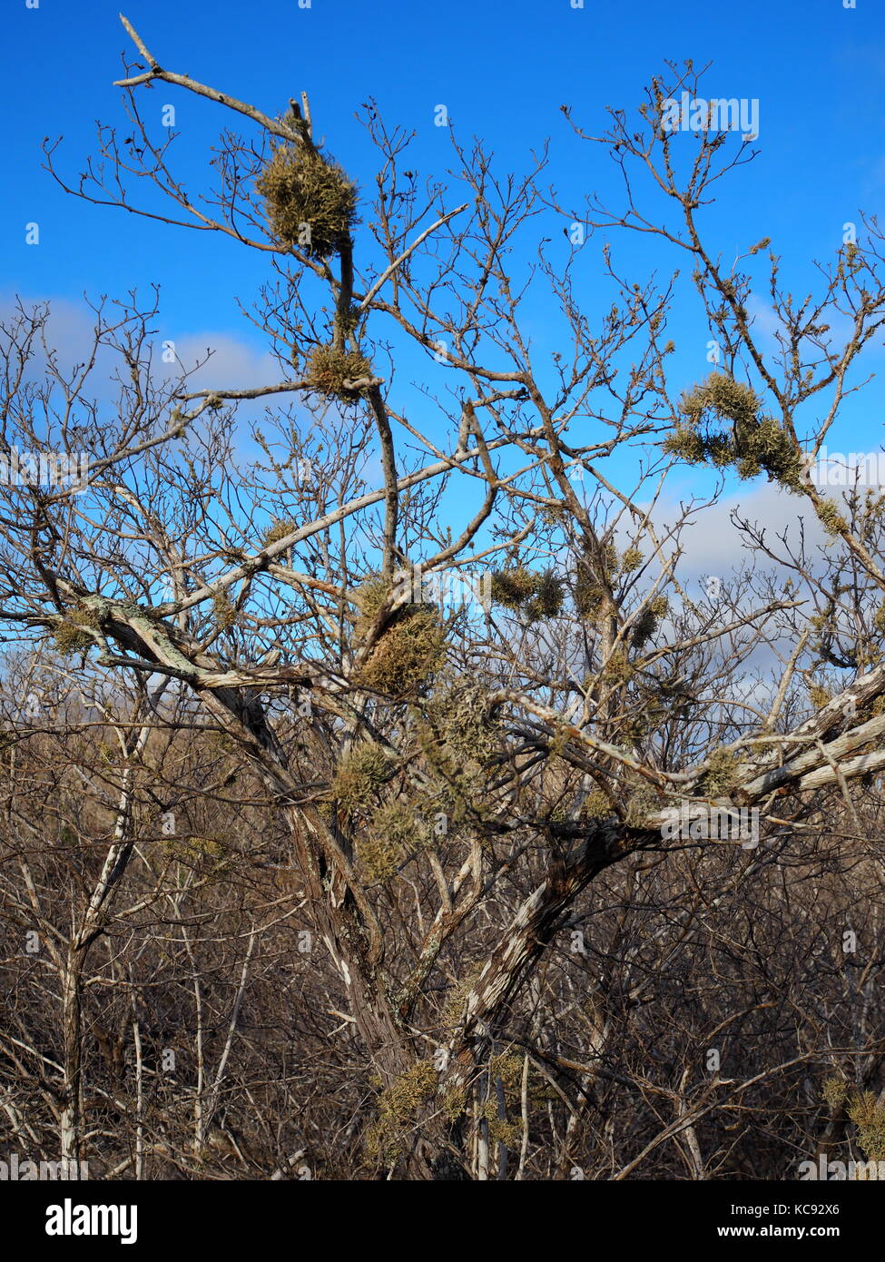 Santa Fe Island - Galapagos, Ecuador Stock Photo - Alamy