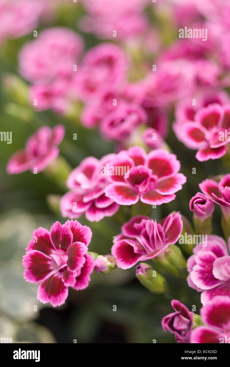 Dianthus "Pink Kisses Stock Photo - Alamy