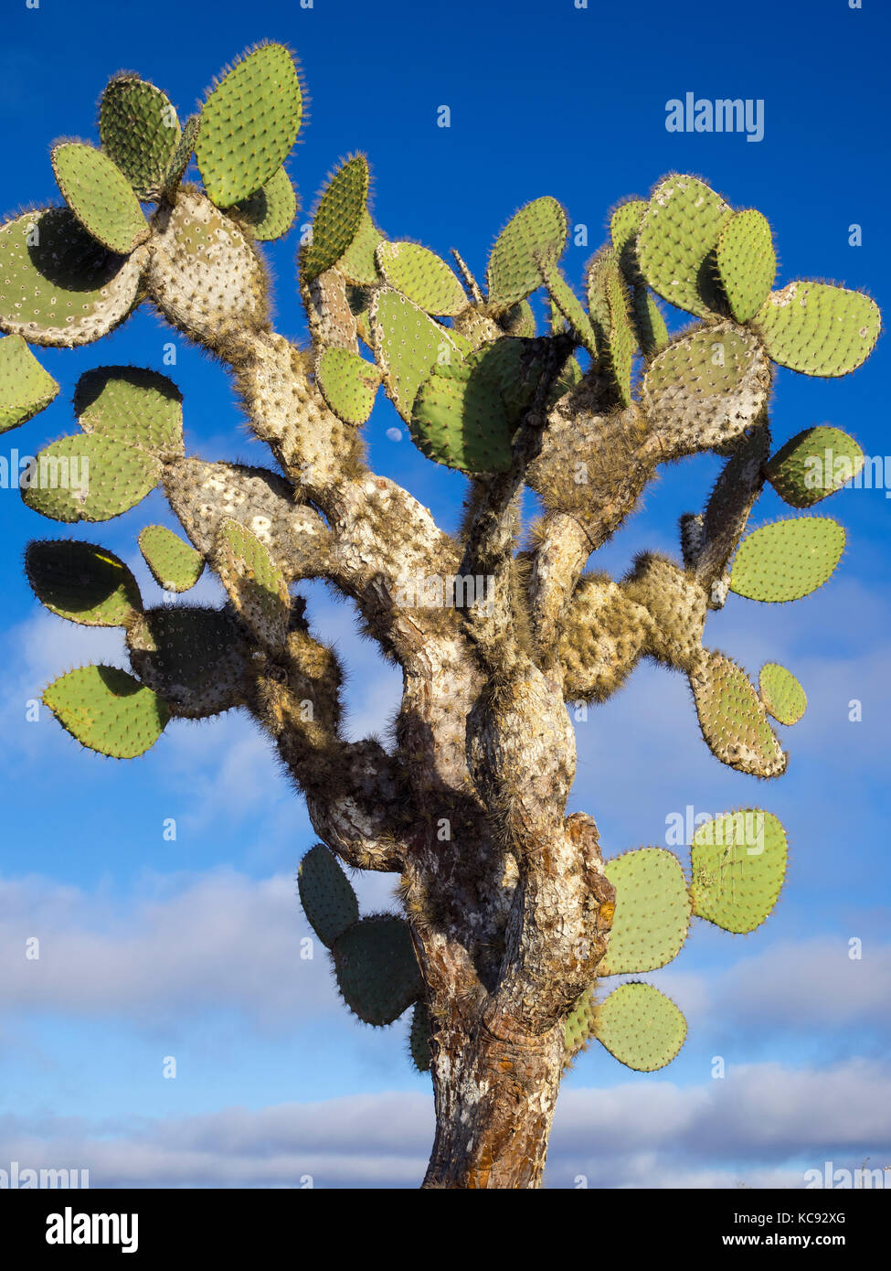 Cactus Trees on Santa Fe Island - Galapagos, Ecuador Stock Photo - Alamy
