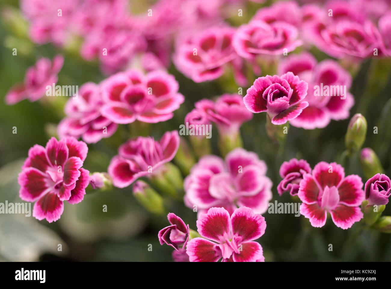 Dianthus "Pink Kisses Stock Photo - Alamy