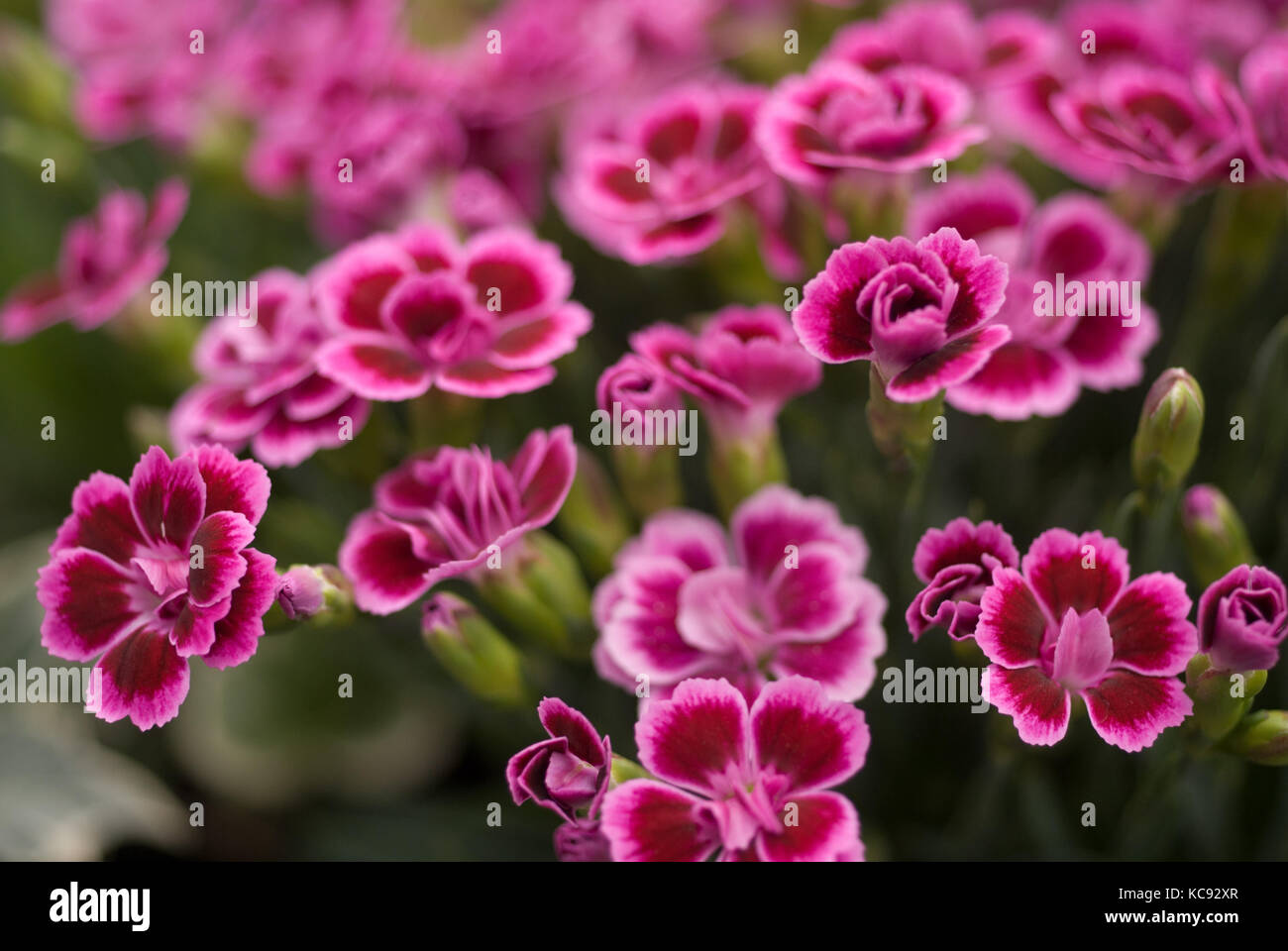 Pink kisses hi-res stock photography and images - Alamy