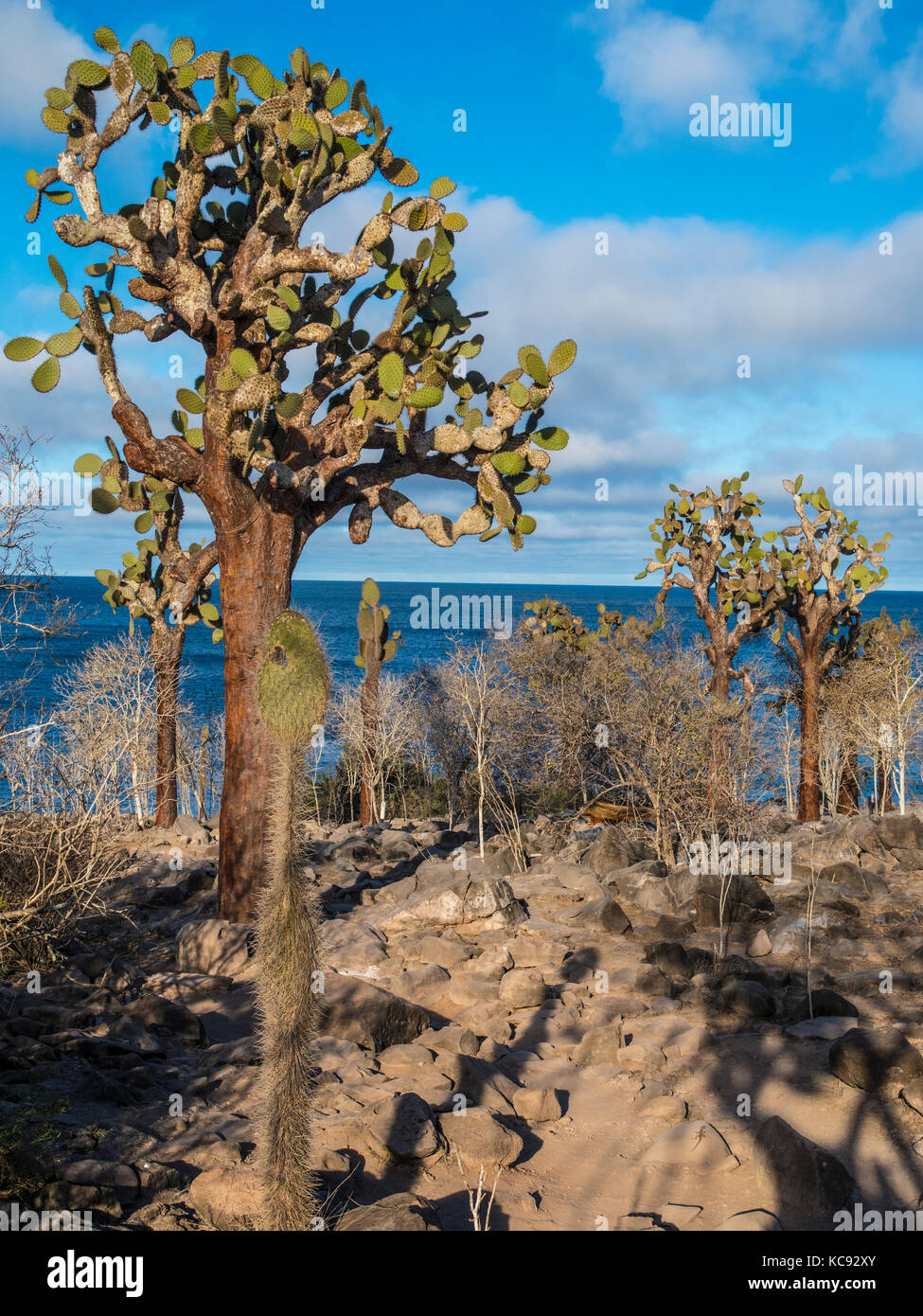 Cactus Trees on Santa Fe Island - Galapagos, Ecuador Stock Photo - Alamy