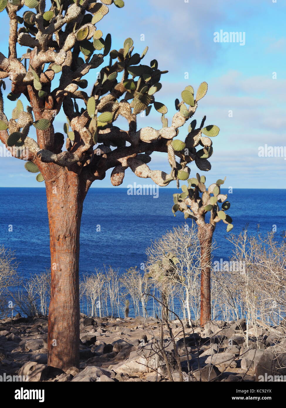 Cactus Trees on Santa Fe Island - Galapagos, Ecuador Stock Photo - Alamy