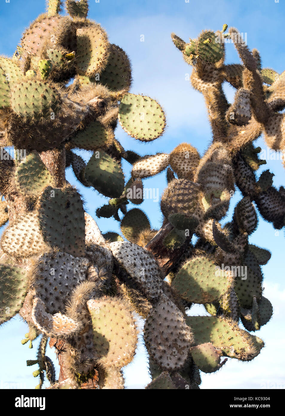 Cactus Trees on Santa Fe Island - Galapagos, Ecuador Stock Photo - Alamy