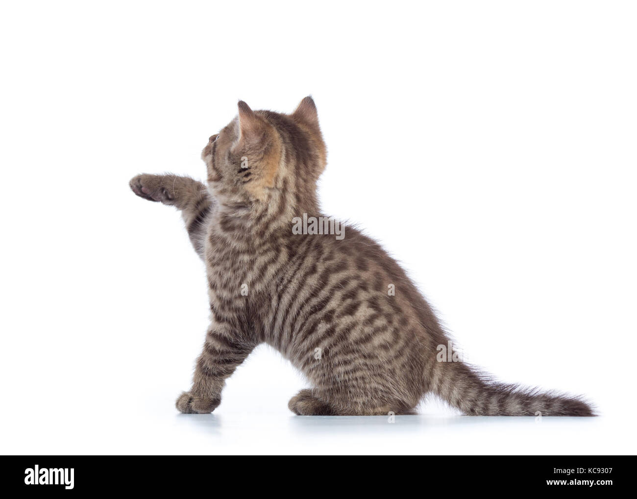 Little kitten side view isolated over white background Stock Photo - Alamy