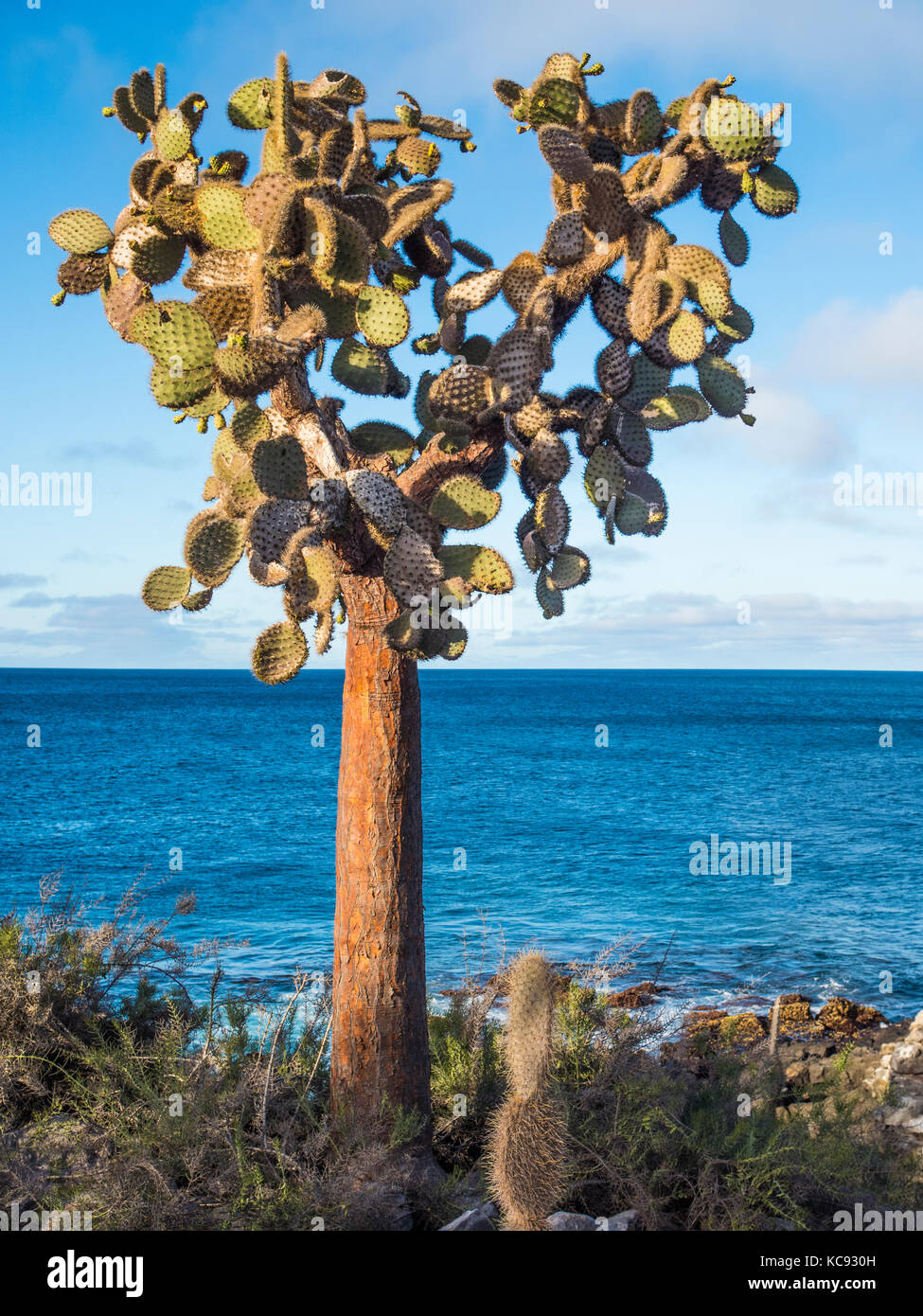 Cactus Trees on Santa Fe Island - Galapagos, Ecuador Stock Photo - Alamy