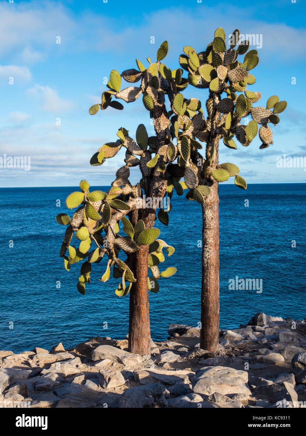 Cactus Trees on Santa Fe Island - Galapagos, Ecuador Stock Photo - Alamy