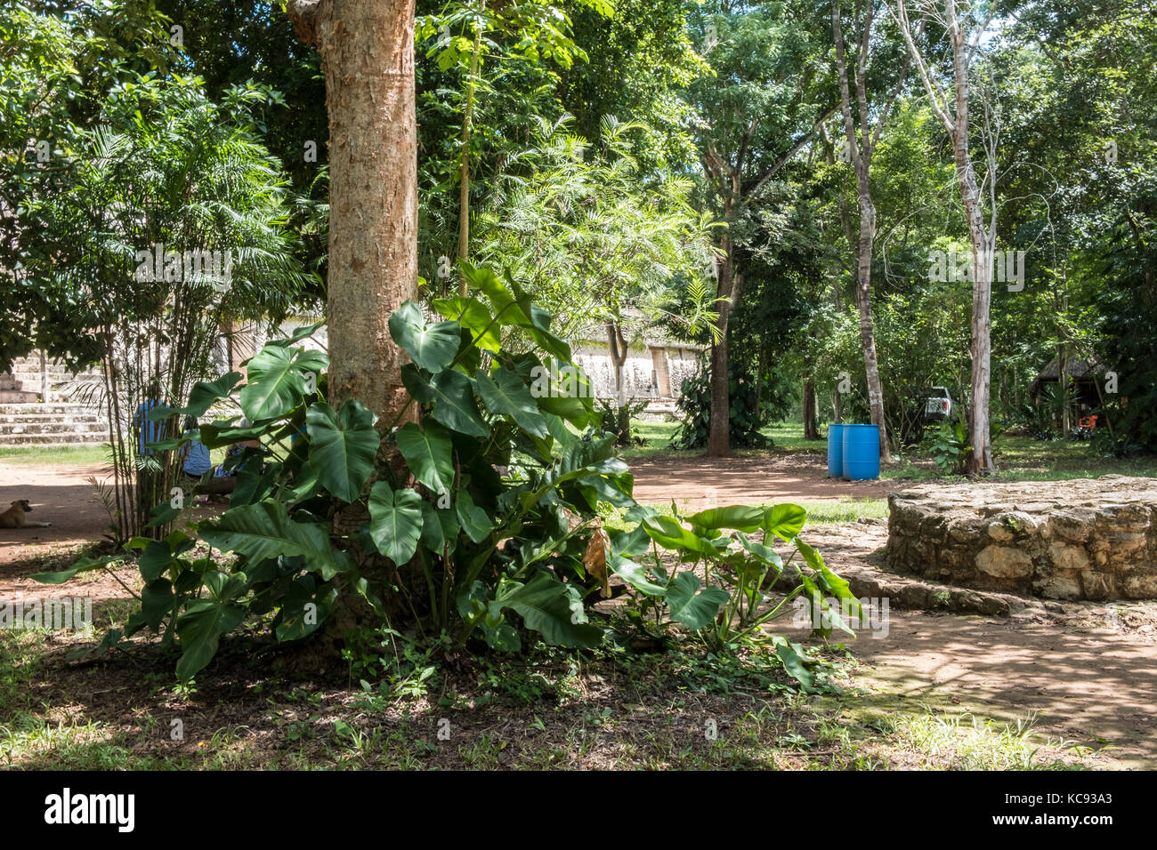 Jungle surrounding Ek Balam Mayan archeological site Yucatan Mexico ...