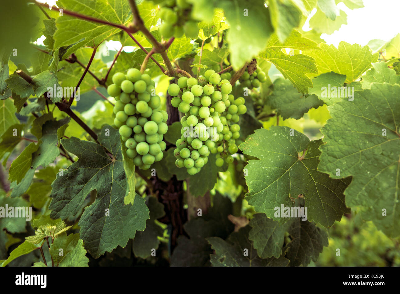 Fresh Green grapes on vine. Summer sun lights Stock Photo - Alamy