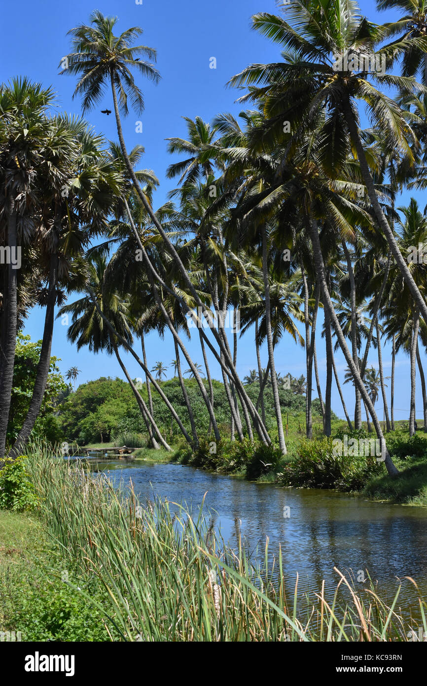The coconut trees (Cocos nucifera), coconut plantation, coconut garden ...