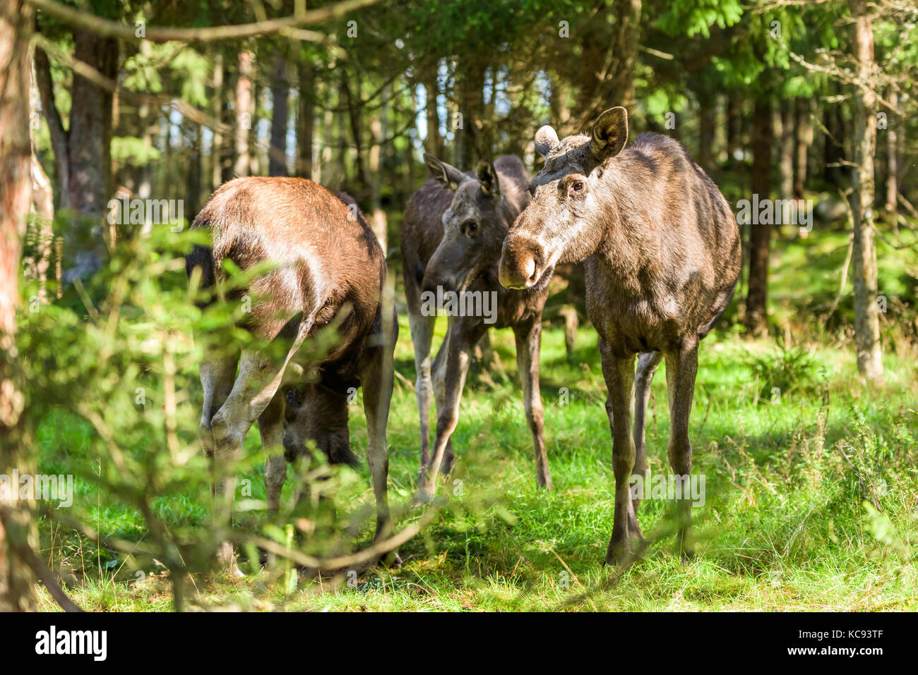 Group of three moose (Alces alces) standing together in the forest ...