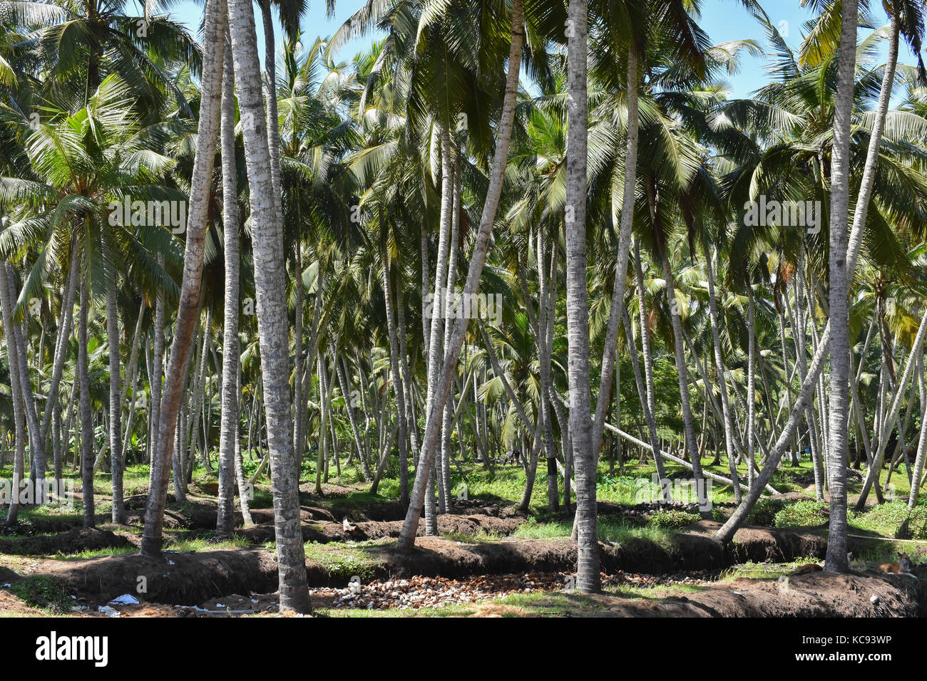 Coconut place hi-res stock photography and images - Alamy