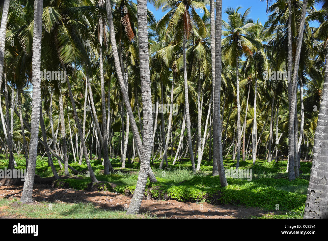 Coconut trees cocos nucifera kerala hi-res stock photography and images ...