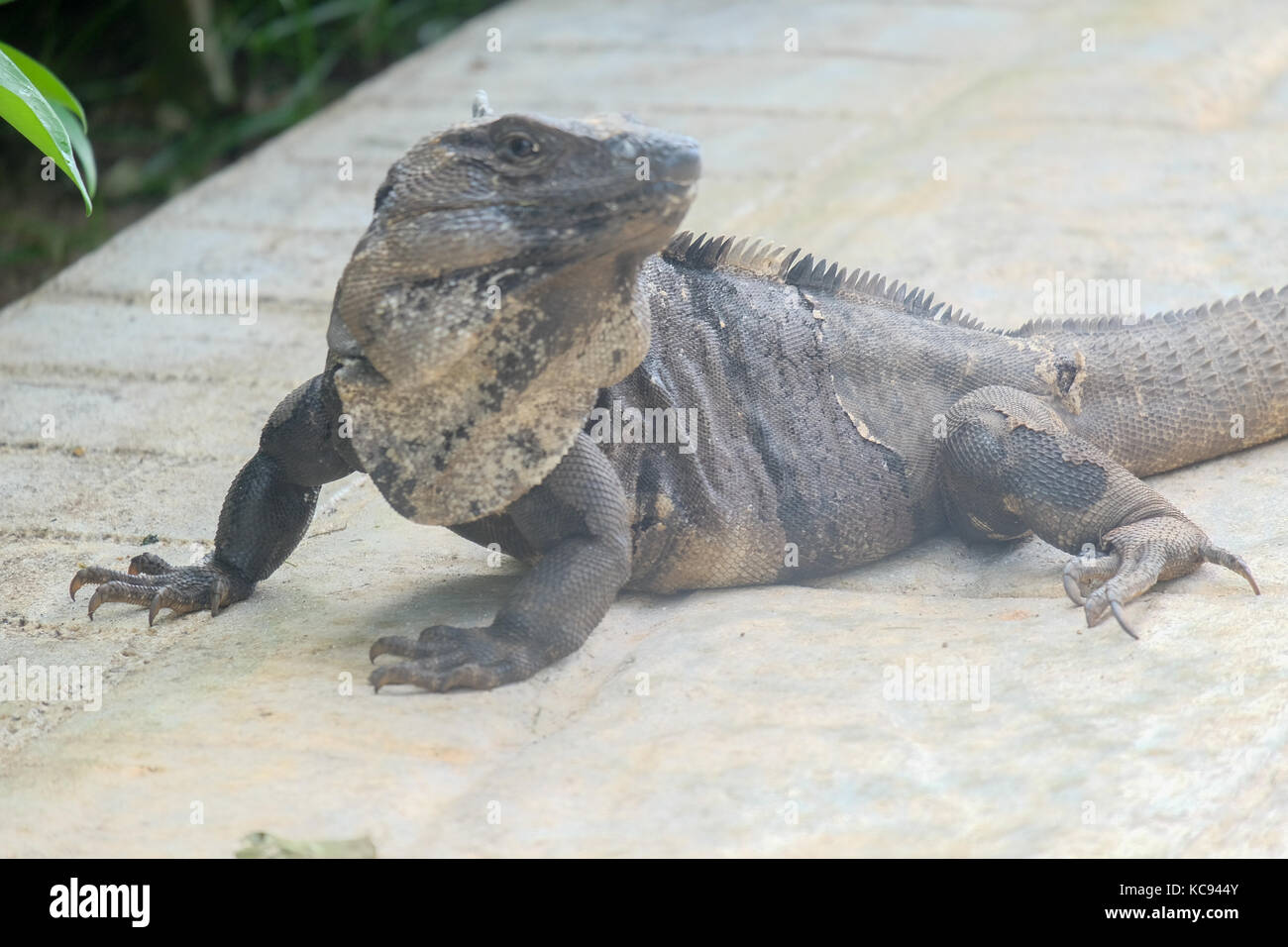 Wild Lizard in Yucatan Mexico Stock Photo - Alamy