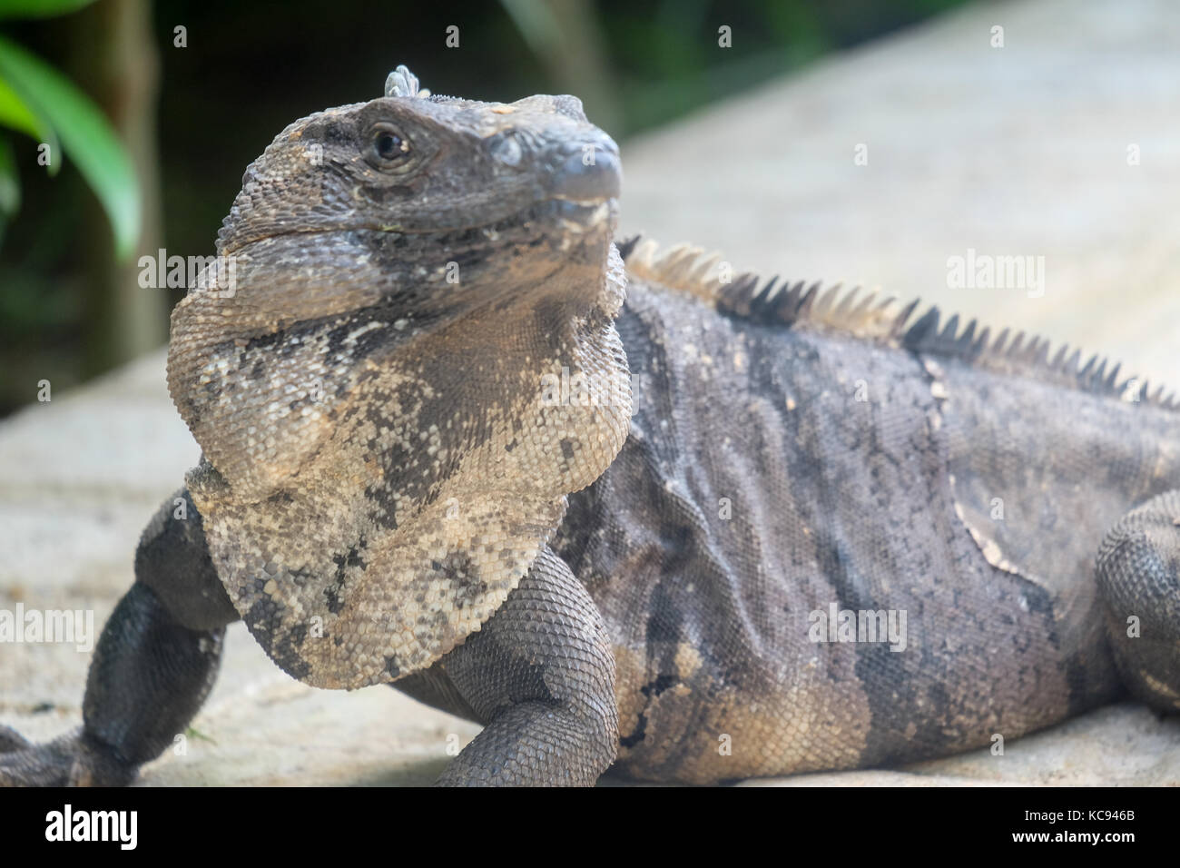 Wild Lizard in Yucatan Mexico Stock Photo - Alamy