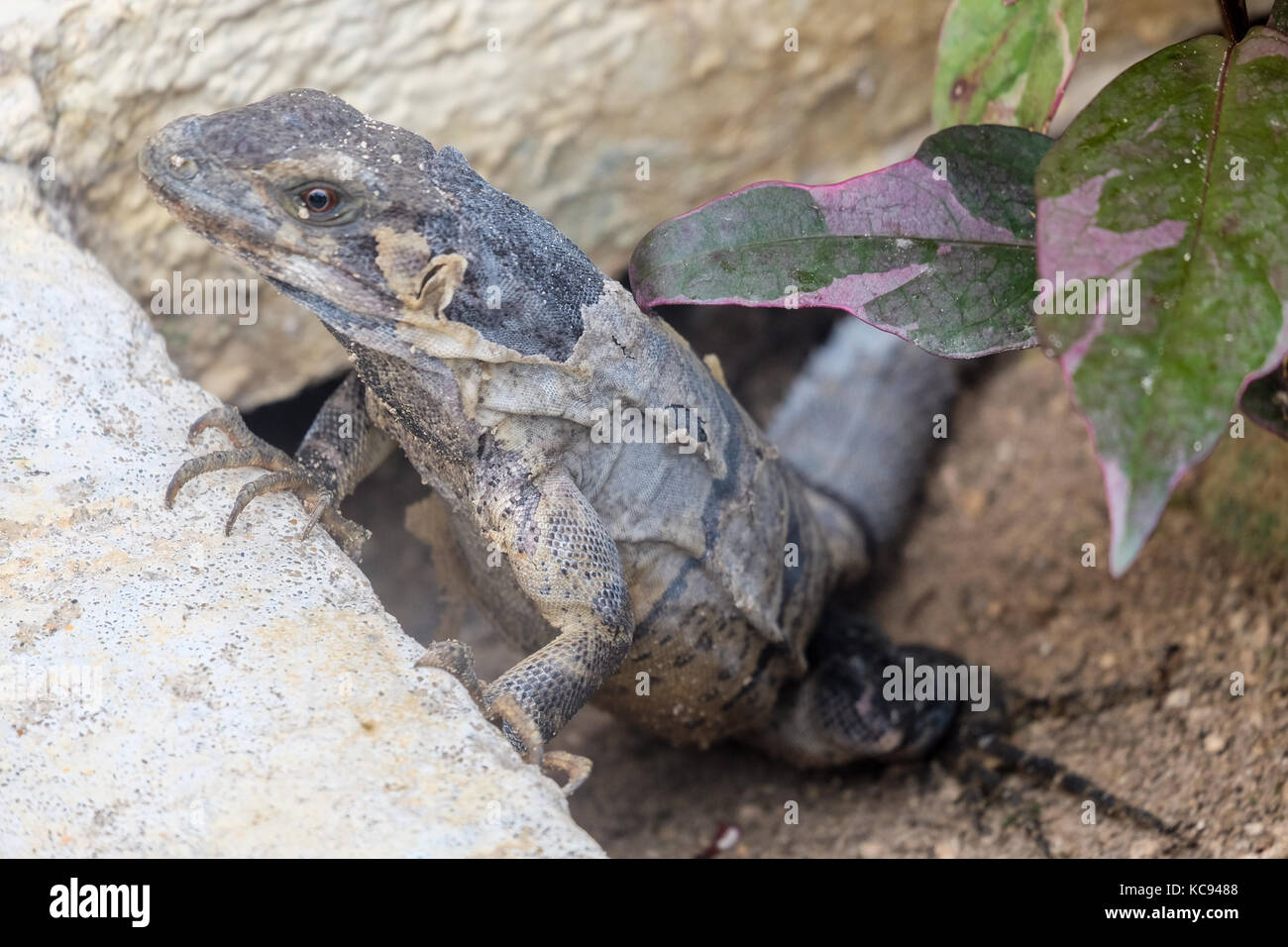 Wild Lizard in Yucatan Mexico Stock Photo - Alamy