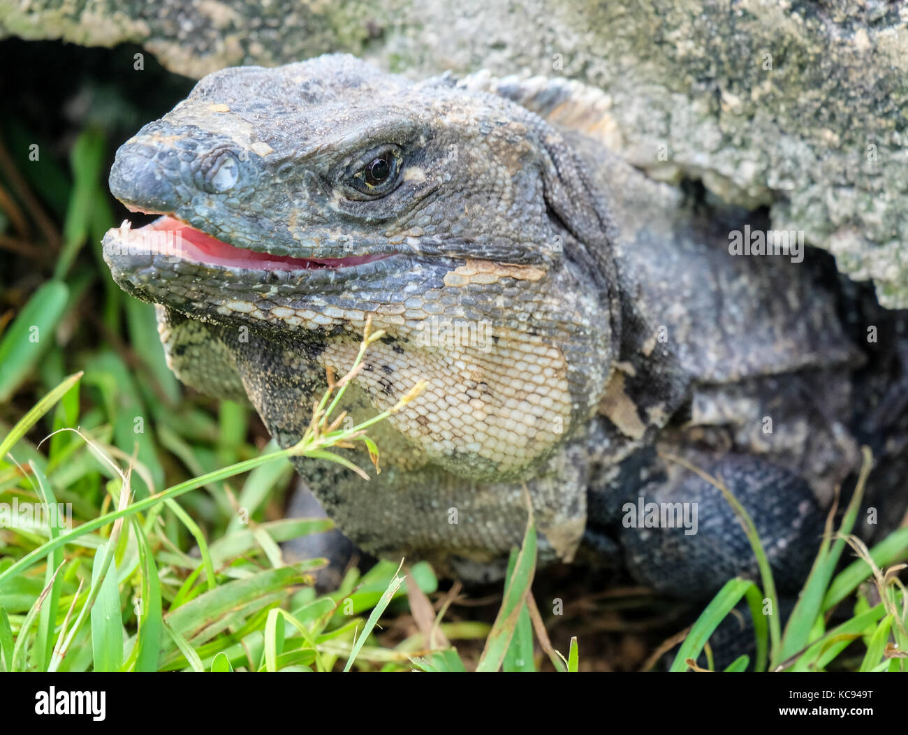 Wild Lizard in Yucatan Mexico Stock Photo - Alamy