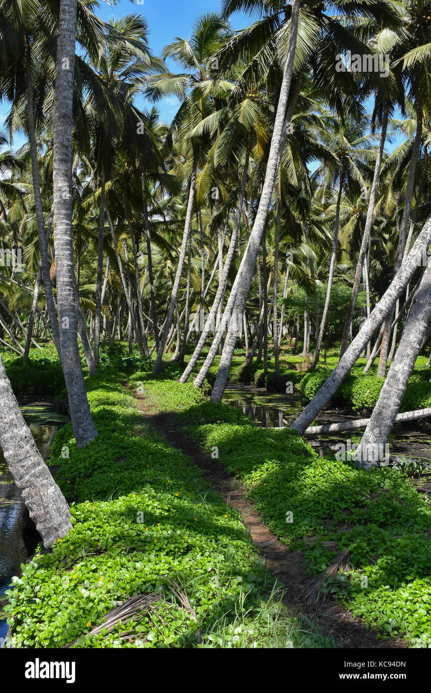 The coconut trees (Cocos nucifera), coconut plantation, coconut garden ...