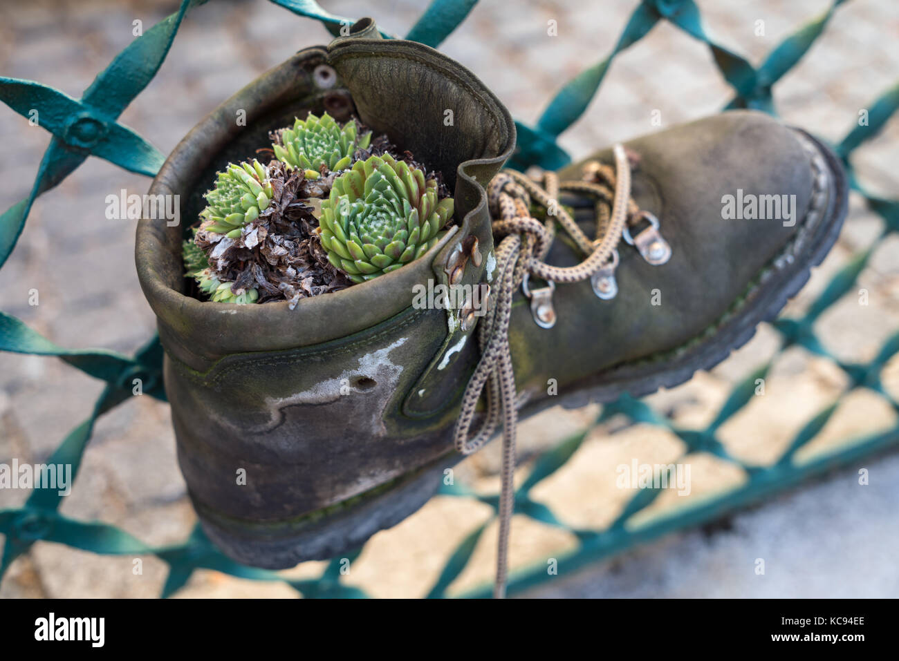 Succulent Plant Growing in an Old Boot in Hallstattt Stock Photo - Alamy