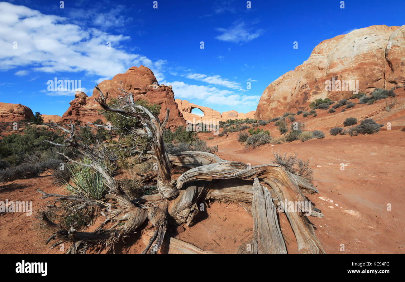 The weathered wood of this fallen pinyon tree provides a dramatic ...