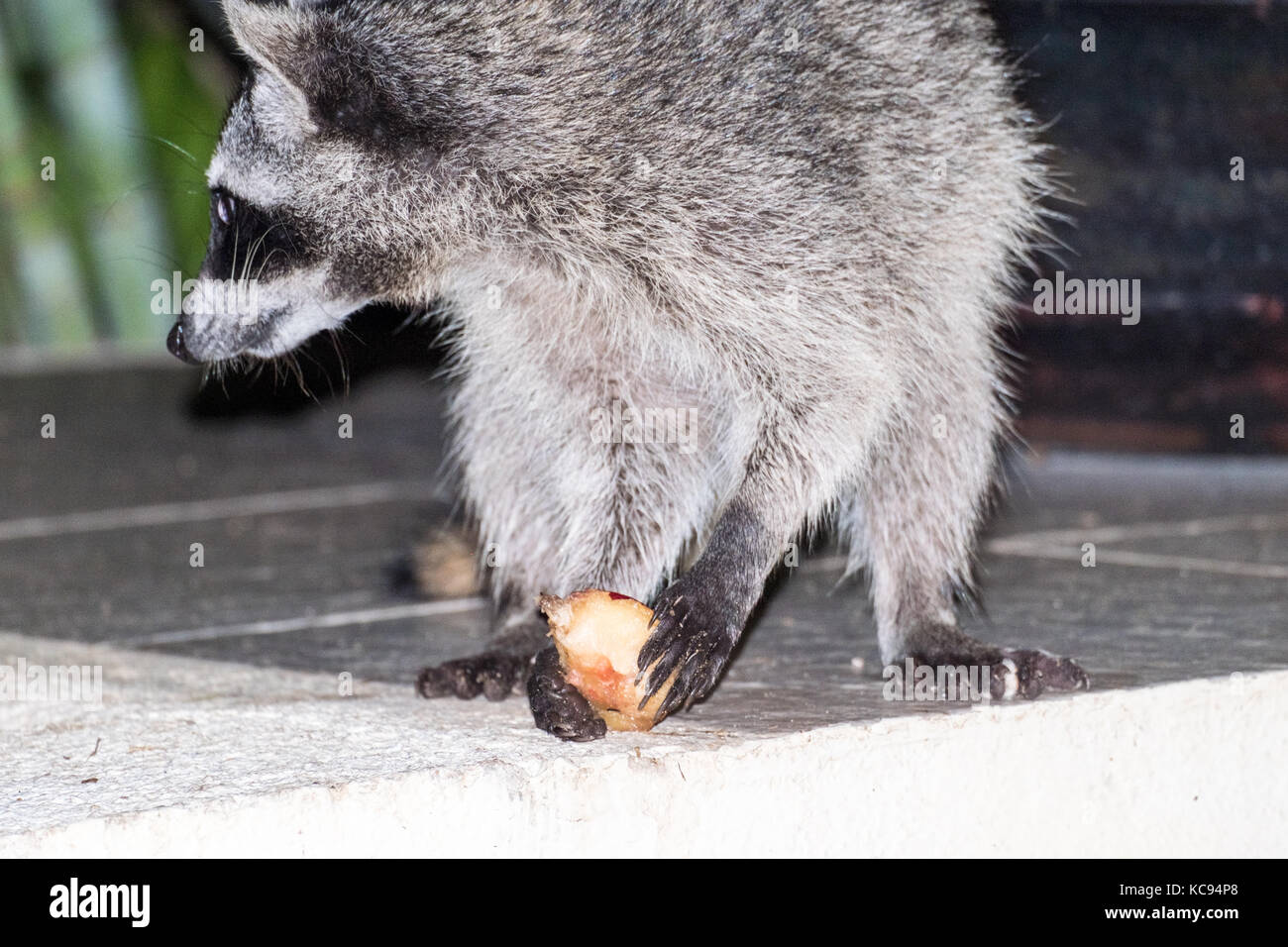 Cuzumel Raccoon wild in Mexico Stock Photo - Alamy