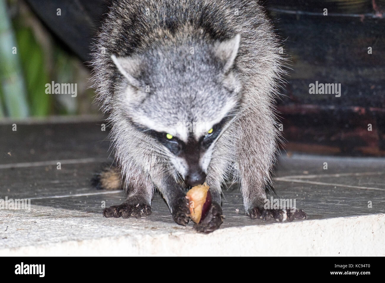 Cuzumel Raccoon wild in Mexico Stock Photo - Alamy