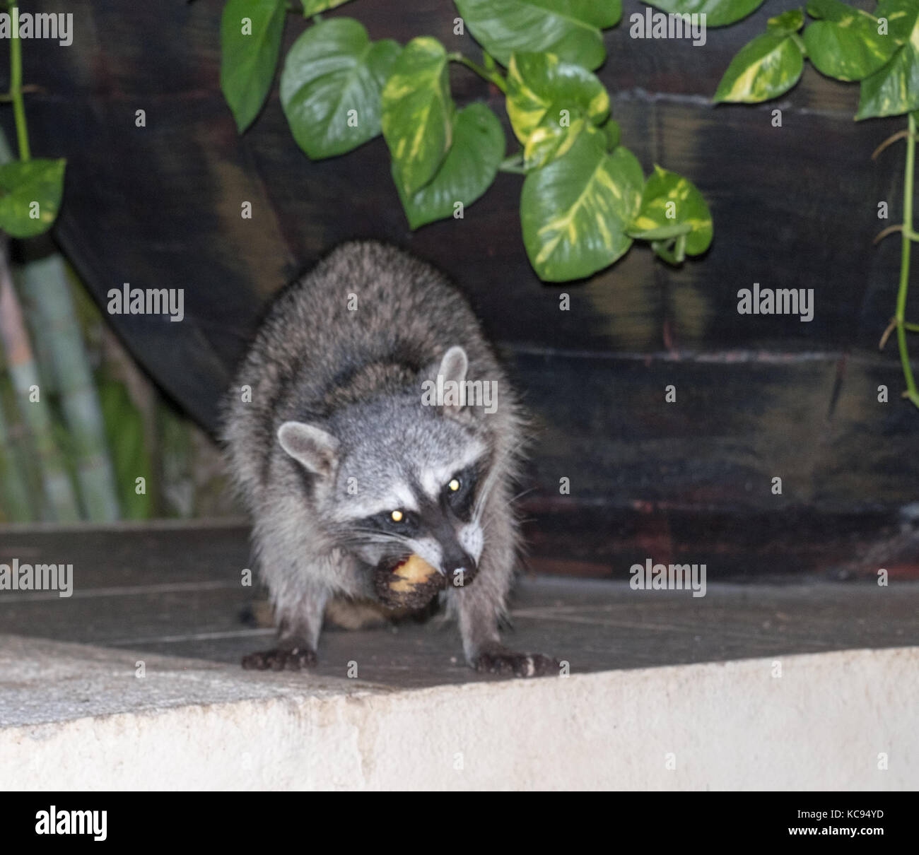 Cuzumel Raccoon wild in Mexico Stock Photo - Alamy