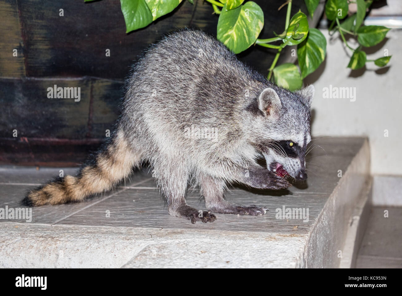 Cuzumel Raccoon wild in Mexico Stock Photo - Alamy