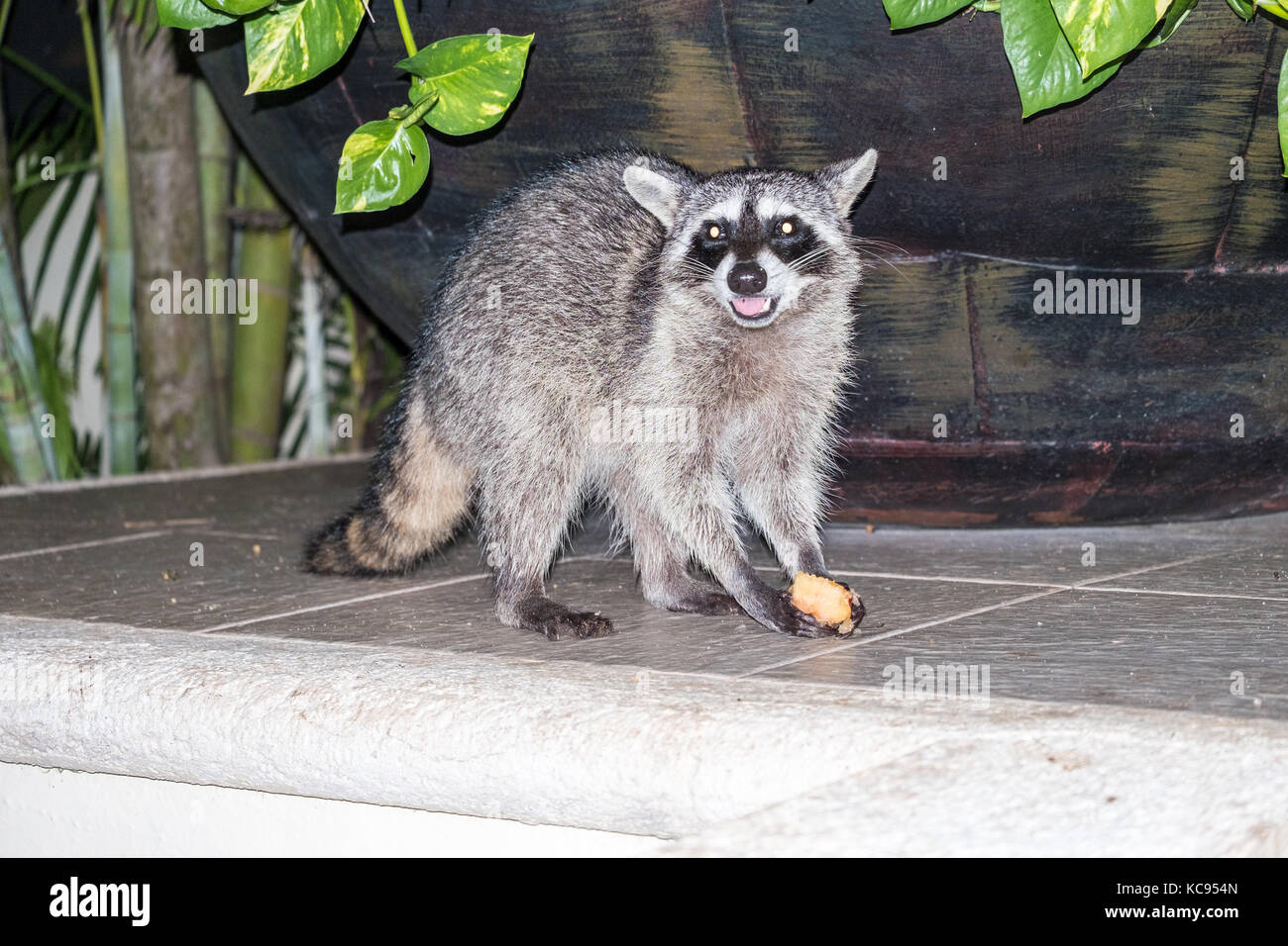 Cuzumel Raccoon wild in Mexico Stock Photo - Alamy