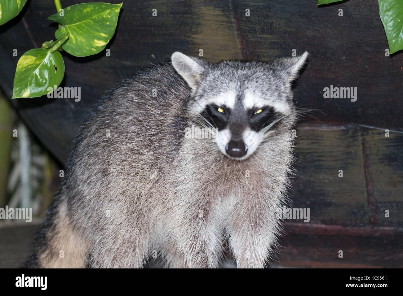 Cuzumel Raccoon wild in Mexico Stock Photo - Alamy